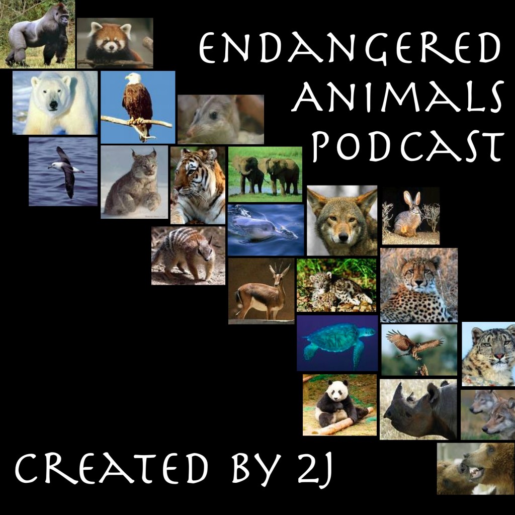 Wrightstuff Interactive | Endangered Animals Podcast